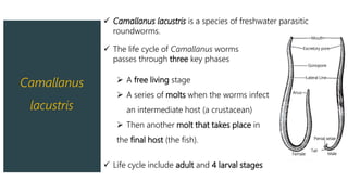 Life cycle of fish parasites from each group | PPTX
