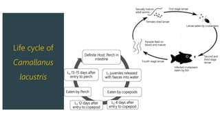 Life cycle of fish parasites from each group | PPTX