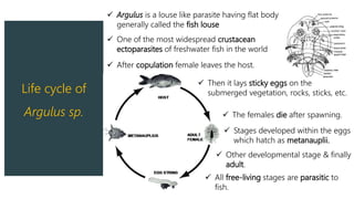 Life cycle of fish parasites from each group | PPTX | Biological ...