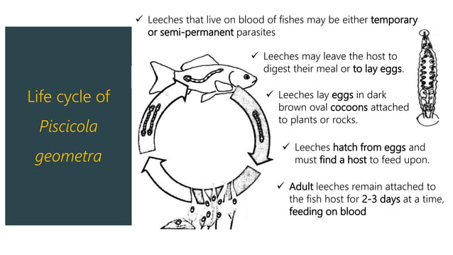 Life cycle of fish parasites from each group | PPTX | Biological ...