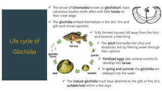 Life cycle of fish parasites from each group | PPTX