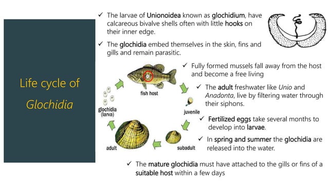 Life cycle of fish parasites from each group | PPTX | Biological ...