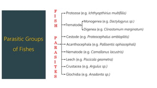 Life cycle of fish parasites from each group | PPTX