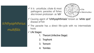 Life cycle of fish parasites from each group | PPTX