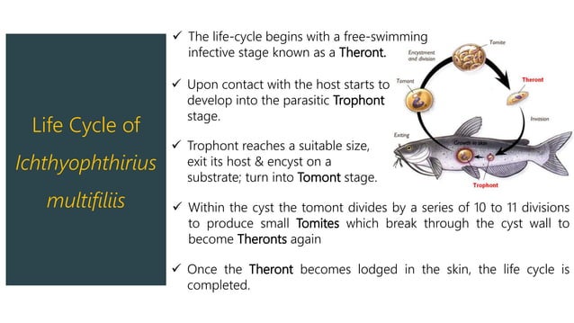 Life cycle of fish parasites from each group | PPTX | Biological ...
