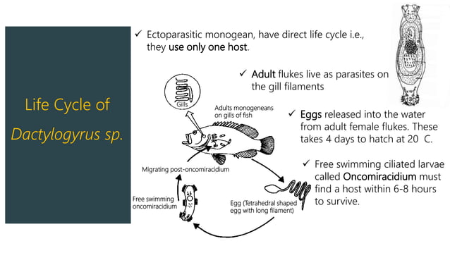 Life cycle of fish parasites from each group | PPTX | Biological ...