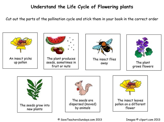 Life cycle of flowering plants (worksheet).pdf