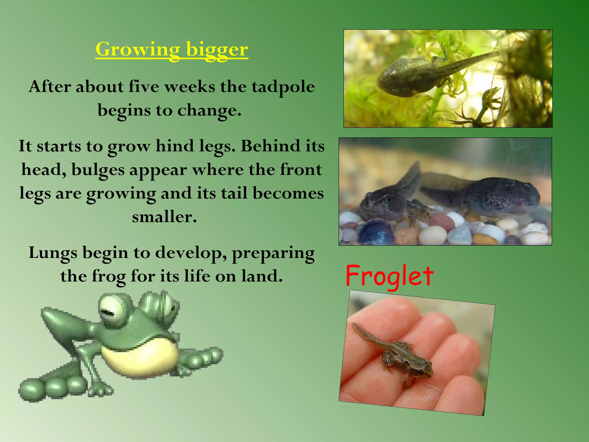 The Life cycle of frog | PPT
