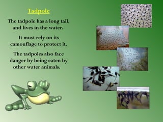 The Life cycle of frog | PPT