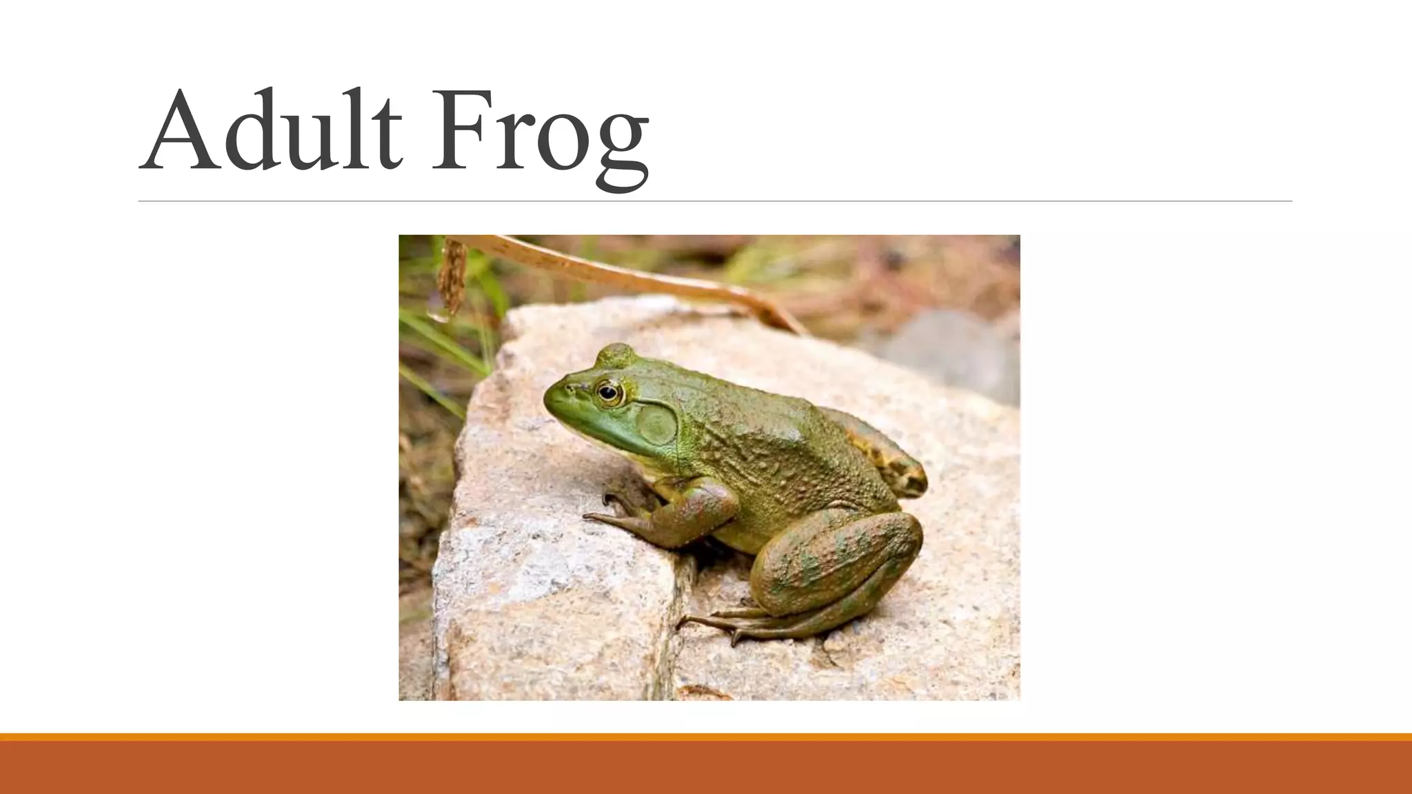 Life cycle of frog good example | PPTX