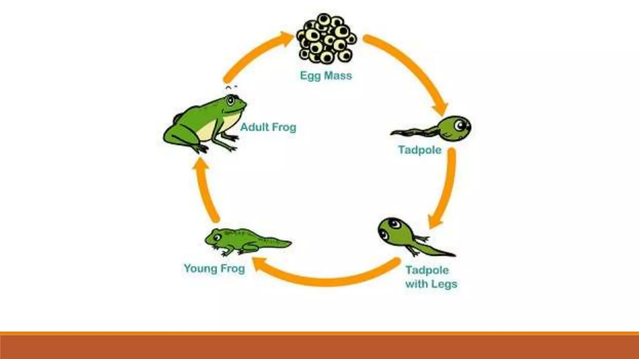 Life cycle of frog good example | PPTX