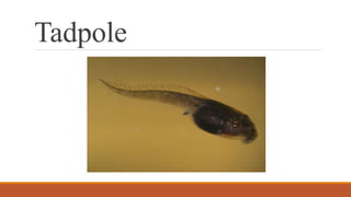 Life cycle of frog good example | PPT