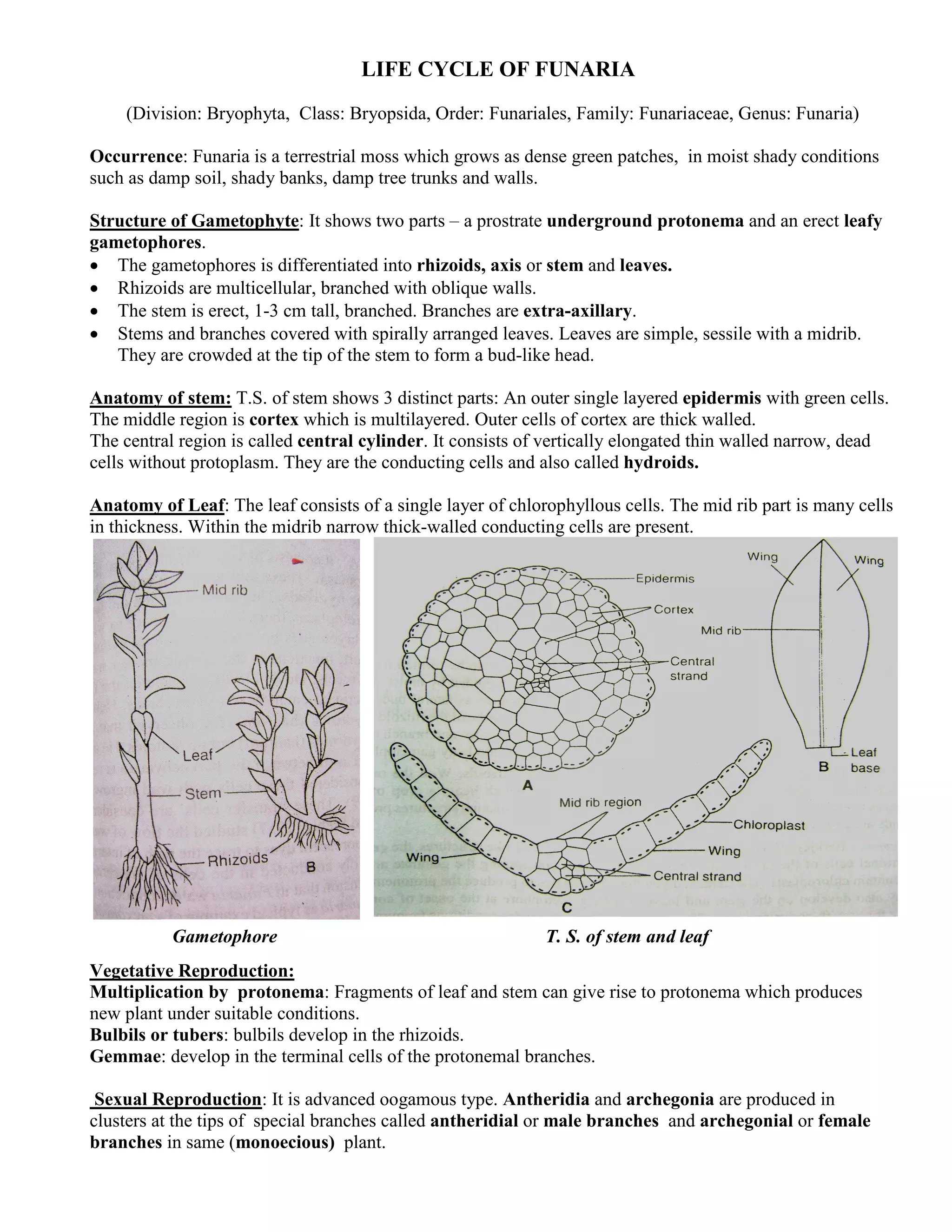 Life cycle of_funaria-jb | PDF