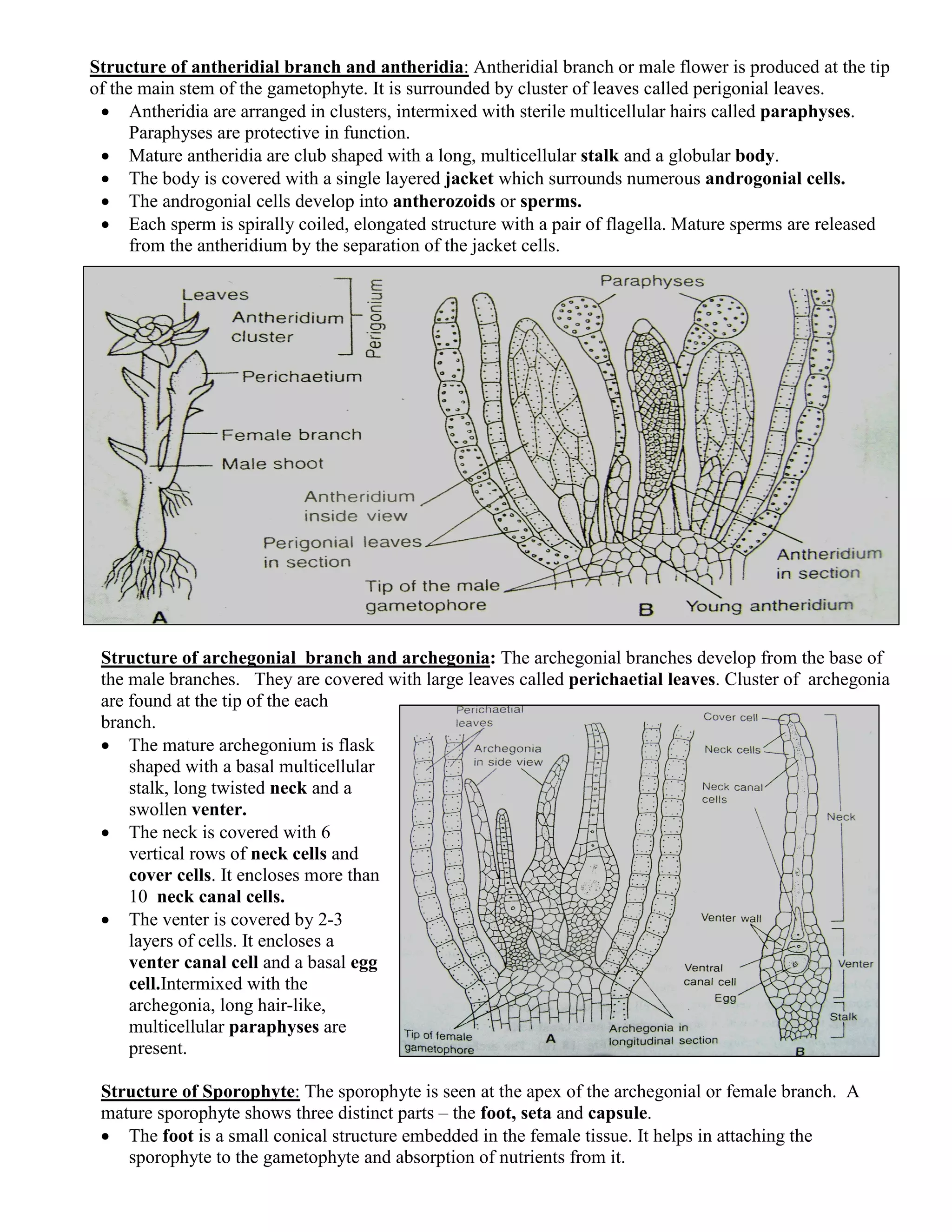 Life cycle of_funaria-jb | PDF
