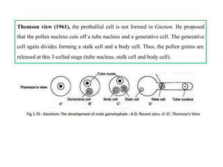 lifecycleofgnetum-200824160938.pptx