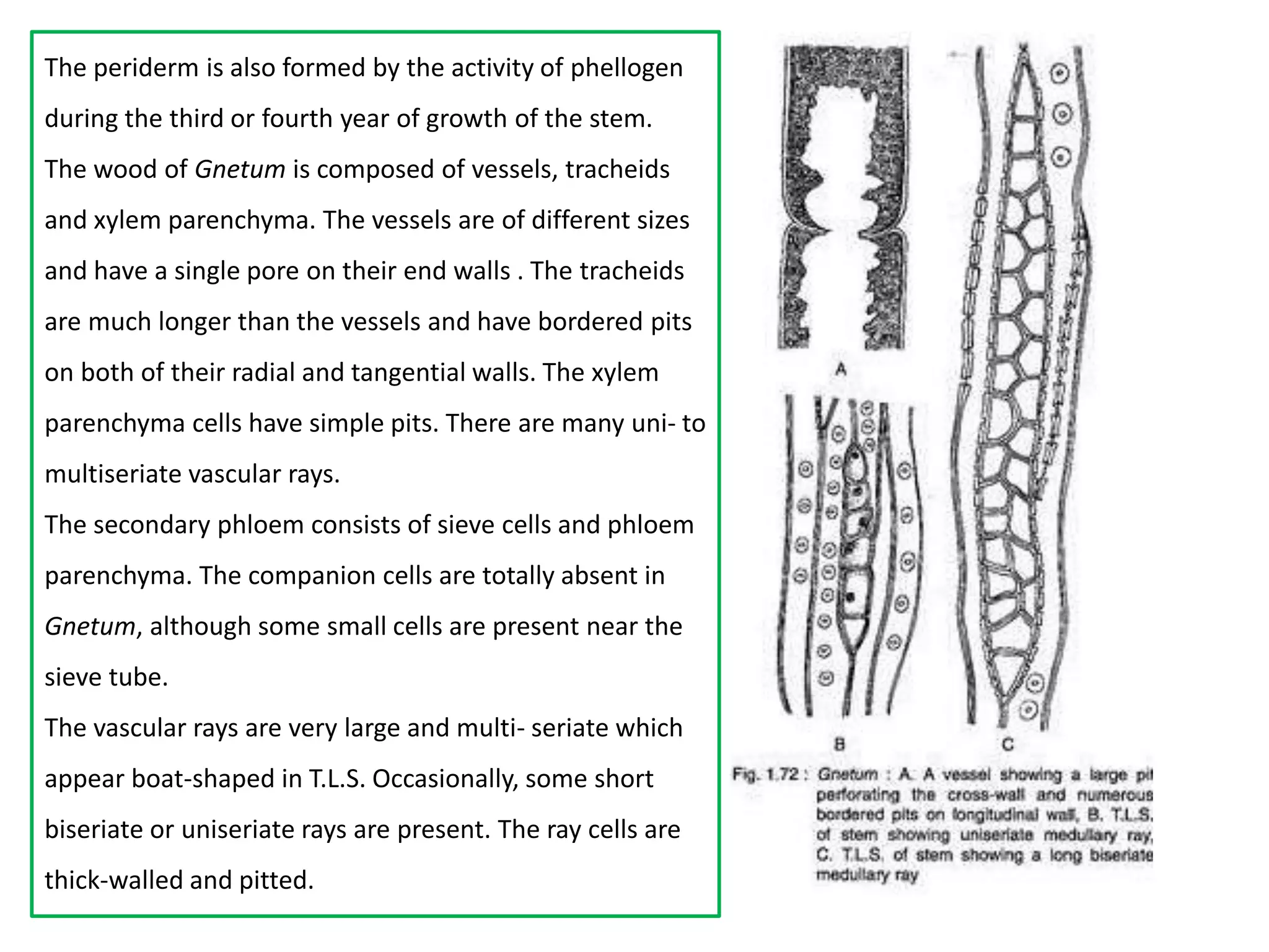 Life cycle of gnetum | PPTX