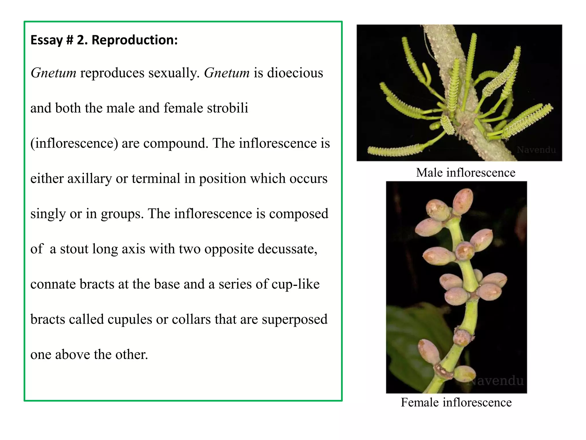 Life cycle of gnetum | PPTX