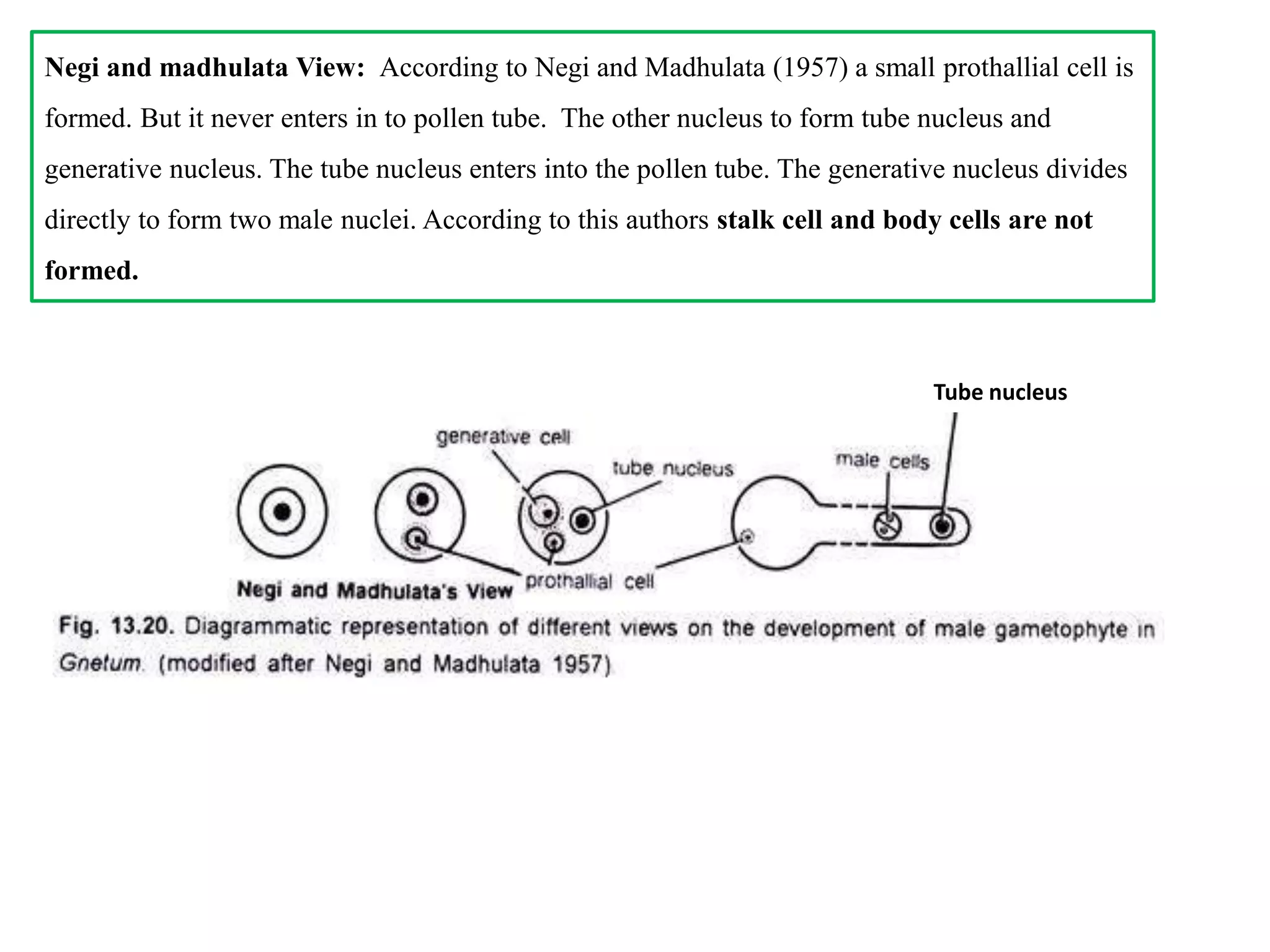 Life cycle of gnetum | PPTX