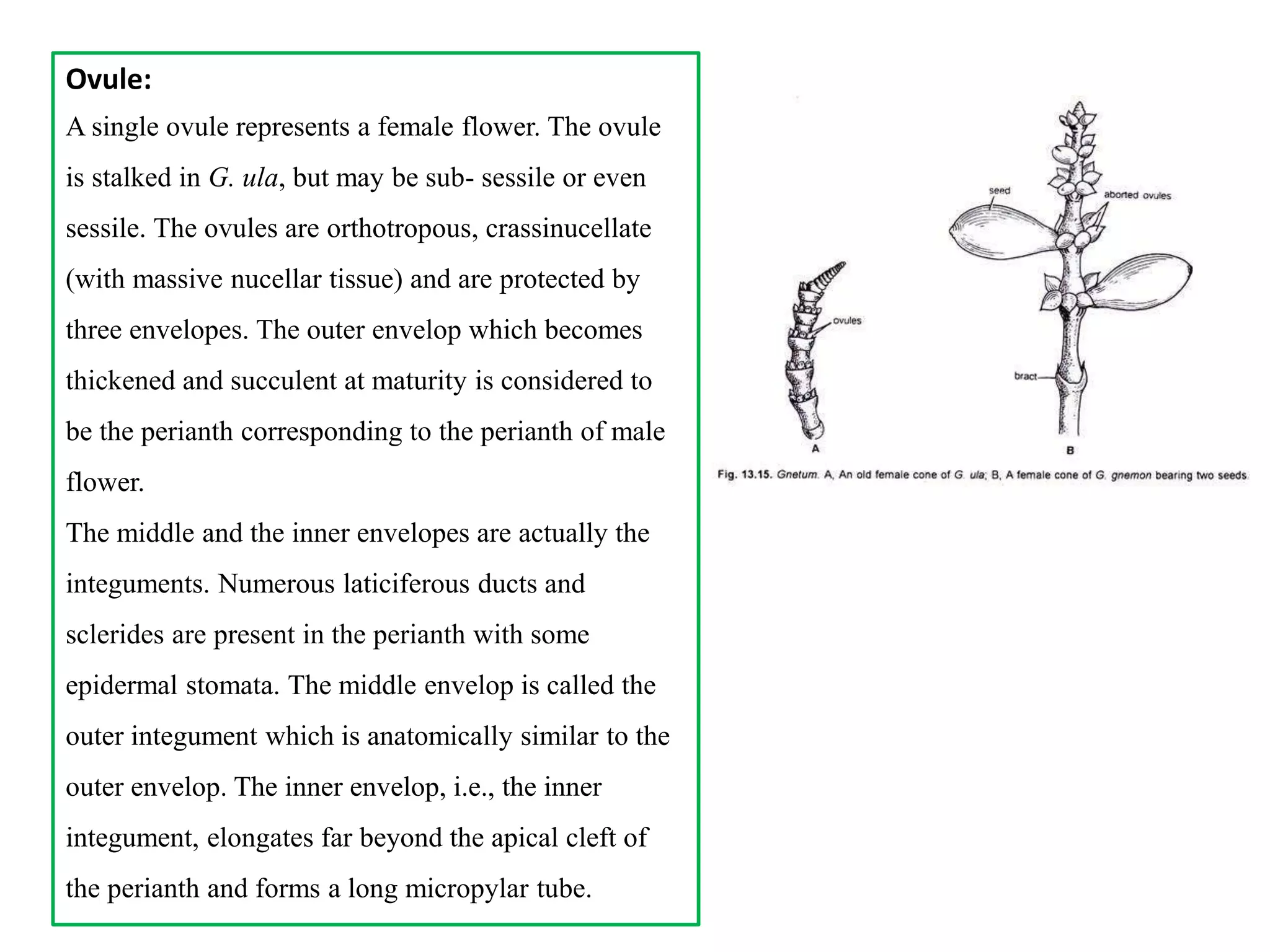 Life cycle of gnetum | PPTX