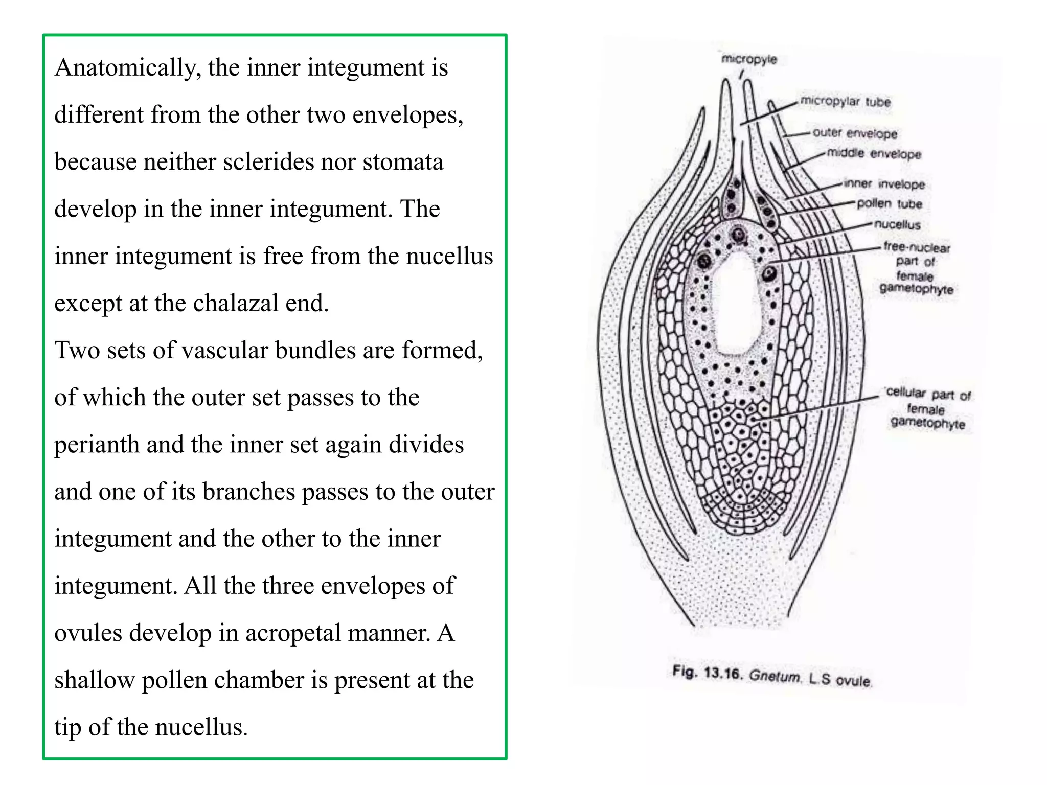 Life cycle of gnetum | PPTX