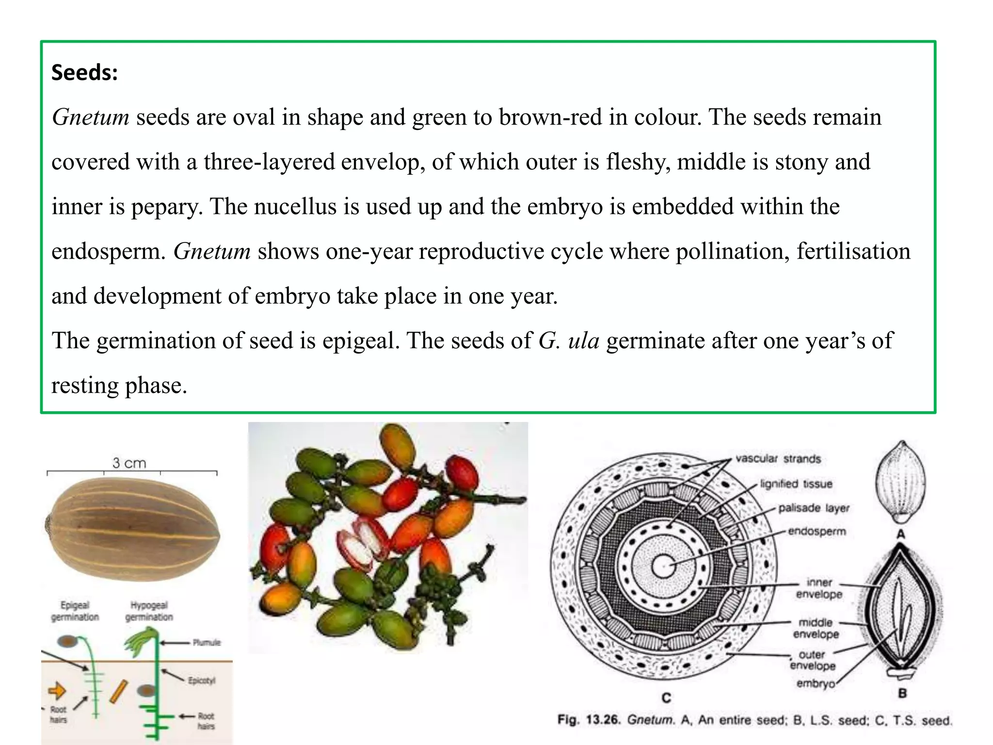 Life cycle of gnetum | PPTX