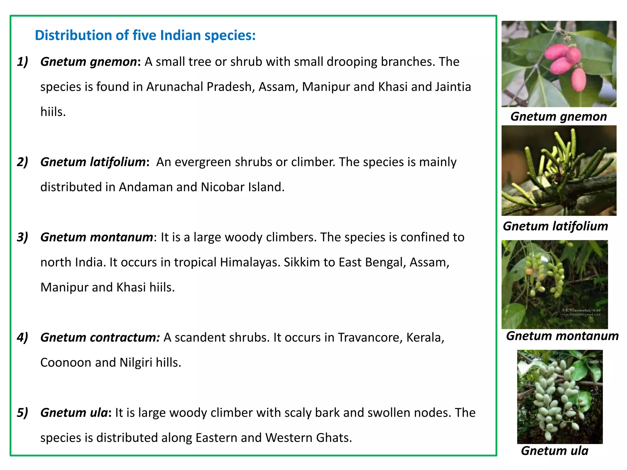 Life cycle of gnetum | PPTX