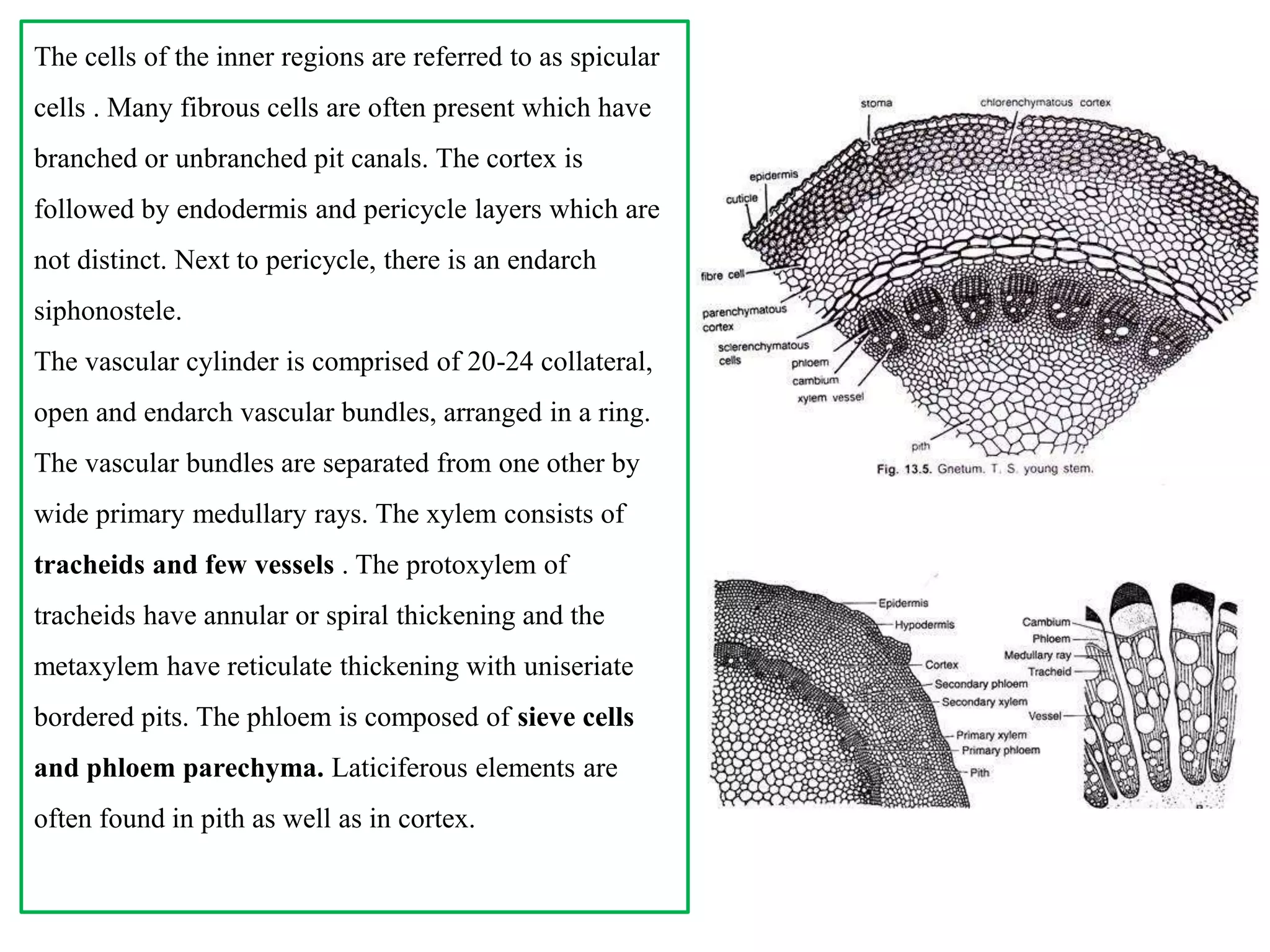 Life cycle of gnetum | PPTX
