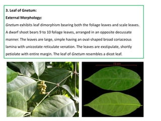 Life cycle of gnetum | PPTX