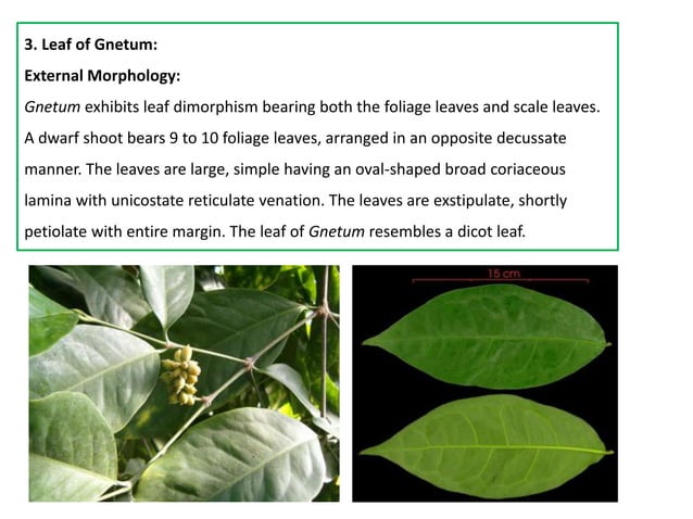 Life cycle of gnetum | PPTX | Gardening | Home & Garden