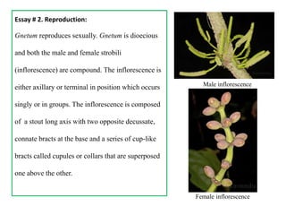 Life cycle of gnetum | PPTX