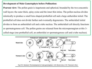 Life cycle of gnetum | PPTX