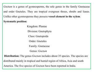 Life cycle of gnetum | PPTX