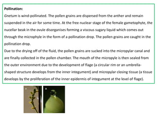 Life cycle of gnetum | PPTX