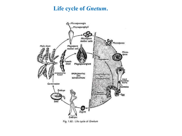 Life cycle of gnetum | PPTX | Gardening | Home & Garden