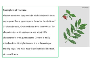 Life cycle of gnetum | PPTX