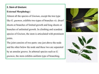 Life cycle of gnetum | PPTX