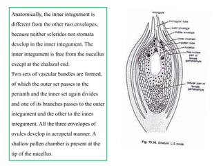 Gnetophyta Diagram
