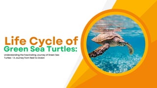 Cayman Turtle Centre: Exploring the Life Cycle of Green Sea Turtles | PPTX