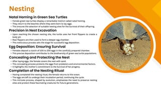 Cayman Turtle Centre: Exploring the Life Cycle of Green Sea Turtles ...