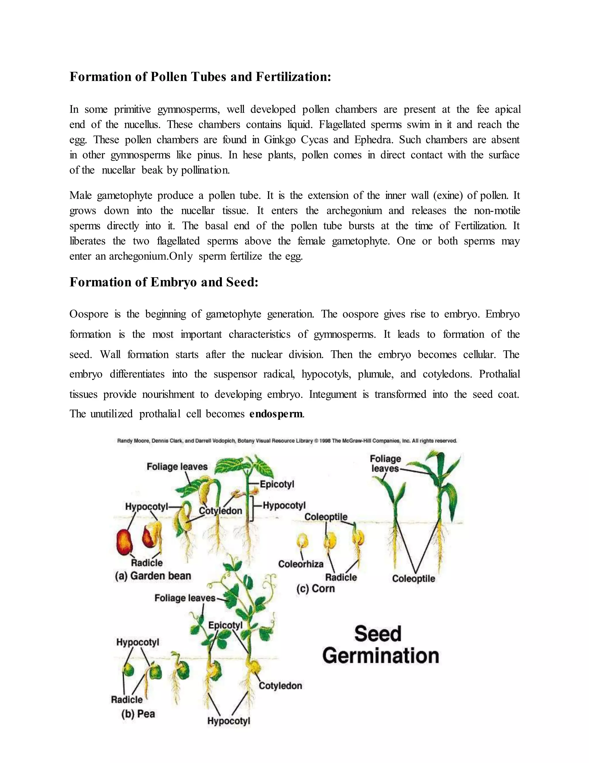 Life cycle of gymnosperms | DOCX