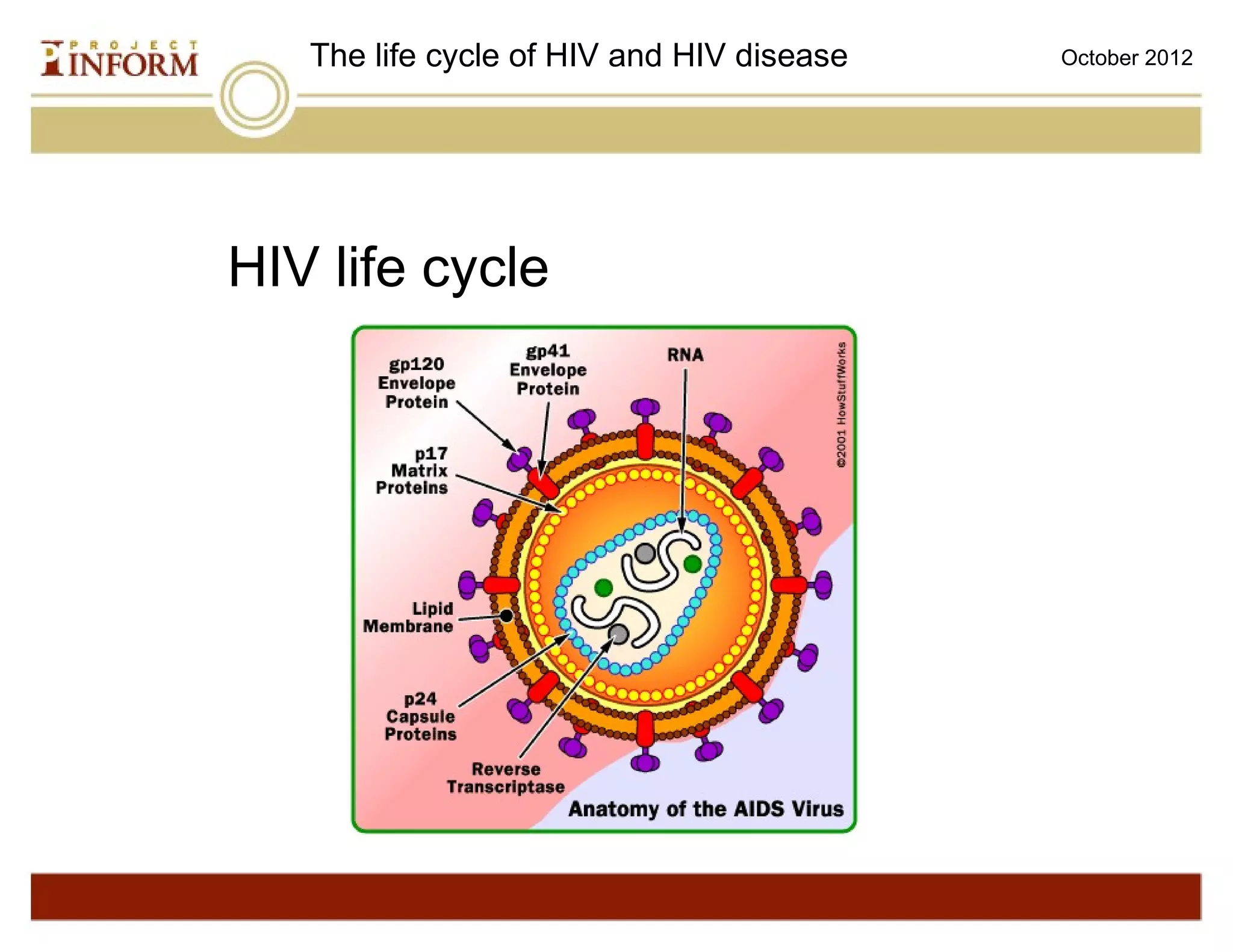 Life Cycle of HIV PLUS January 2013 | PPT