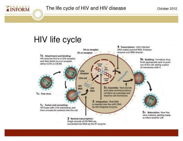 Life Cycle of HIV PLUS January 2013