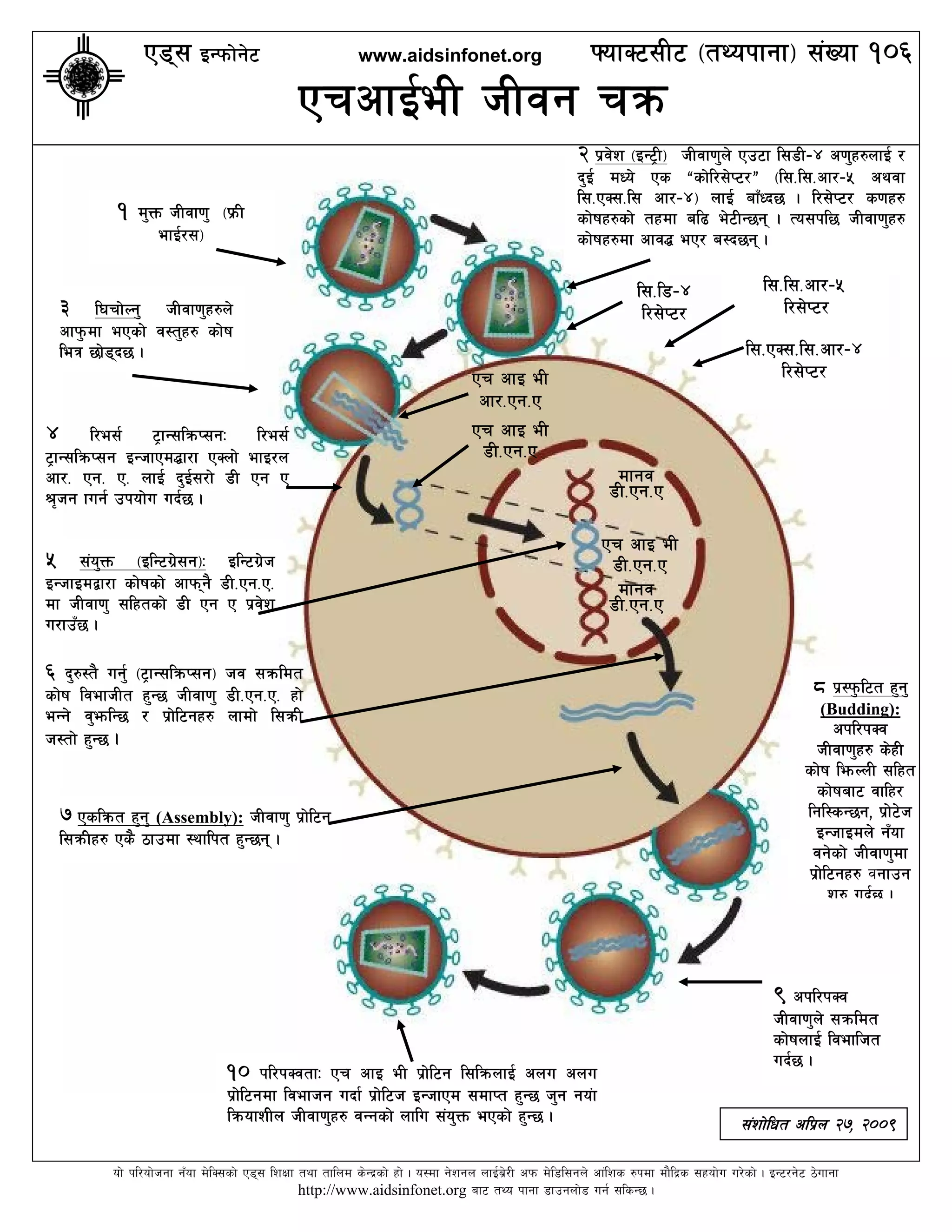 Life cycle of hiv aids | PDF