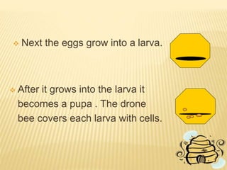 Life cycle of honey bee | PPTX