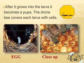 Life cycle of honey bee | PPTX
