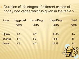 Life cycle of honey bee | PPTX