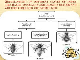 Life cycle of honey bee | PPTX