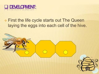 Life Cycle Of Honey Bee Ppt