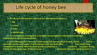 Life cycle of honey bees | PPTX