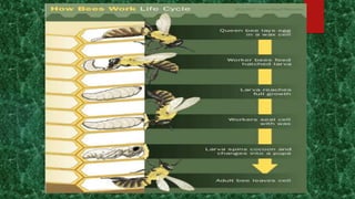 Life Cycle Of Honey Bee Ppt